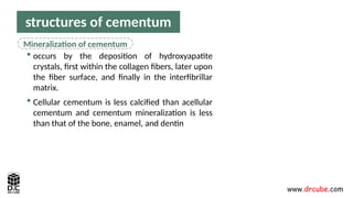 periodontology - Lec.3 Cementum.pptxppdental | PPTX