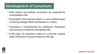 periodontology - Lec.3 Cementum.pptxppdental | PPT
