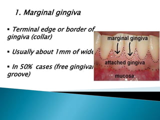 periodontologyttttttttttttt lecture.pptx