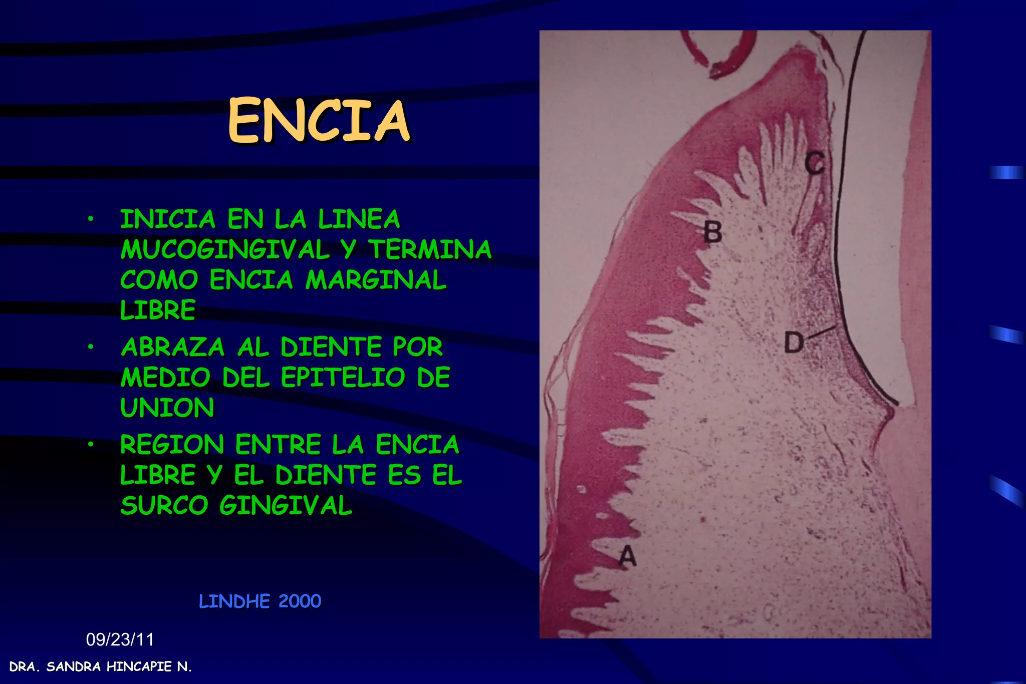 Periodonto normal en niños | PPT