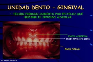 Periodonto normal en niños | PPT