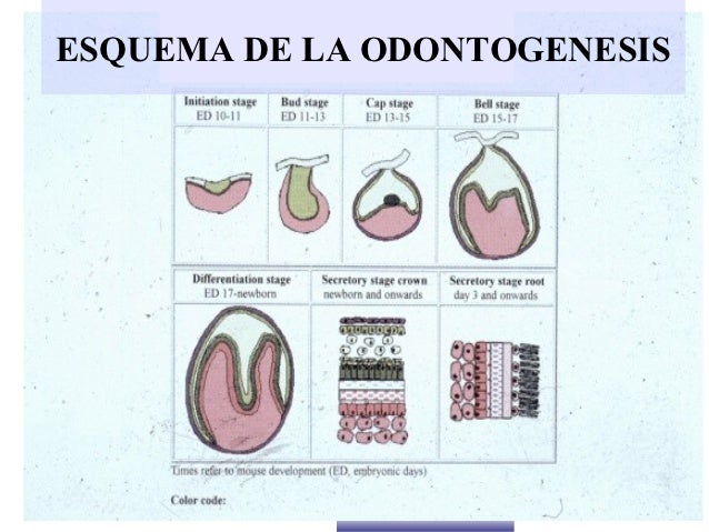 Desarrollo embrionario del diente y estructuras de soporte