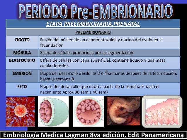 ETAPA PREEMBRIONARIA EMBRIONARIA Y FETAL PDF