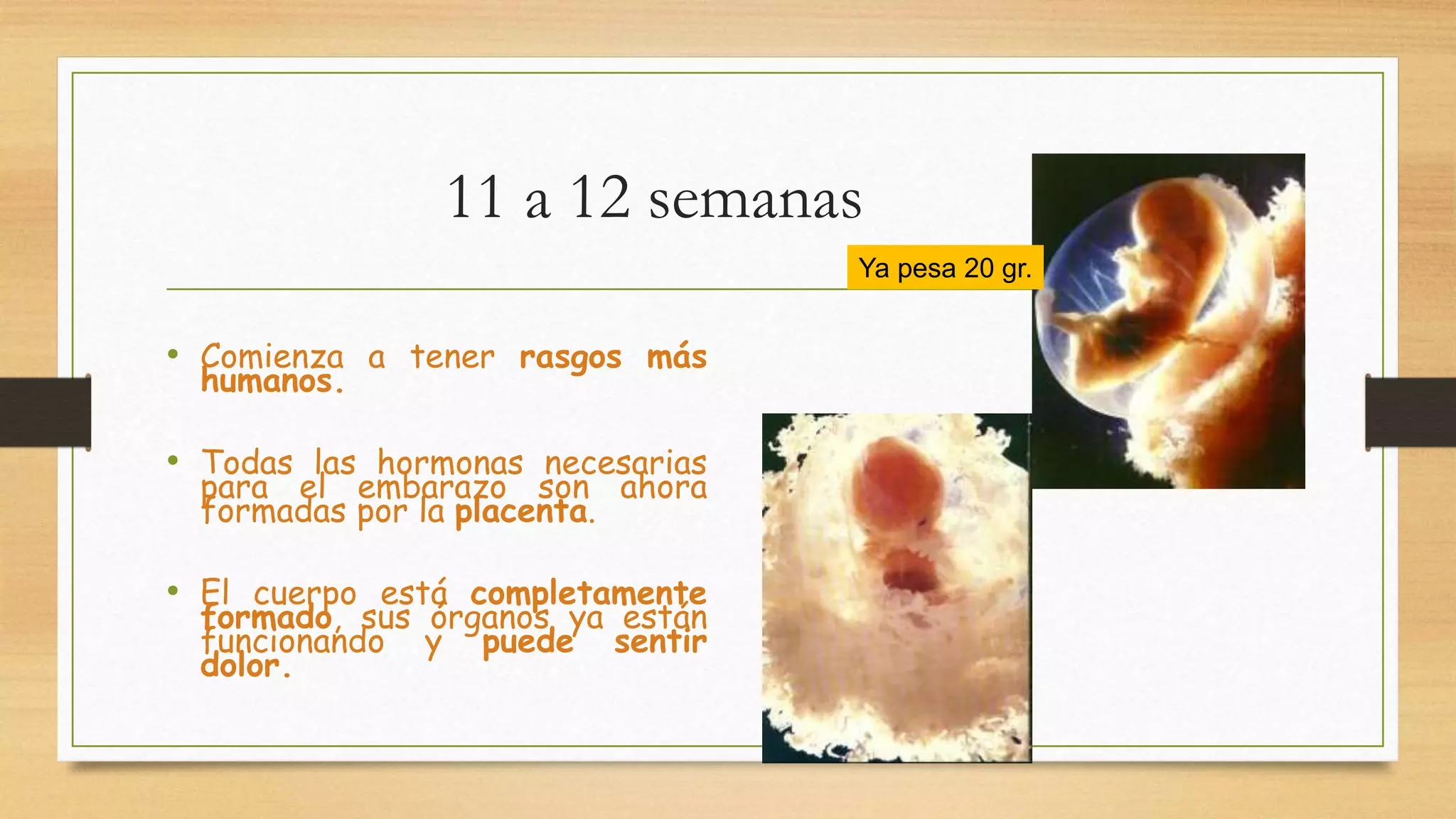 Periodo pre embrionario, embrionario y fetal | PPTX