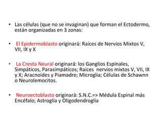 Periodos del desarrollo embrionario | PPT