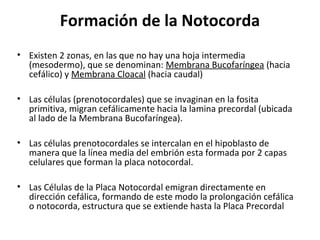 Periodos del desarrollo embrionario | PPT