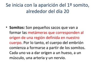 Periodos del desarrollo embrionario | PPT
