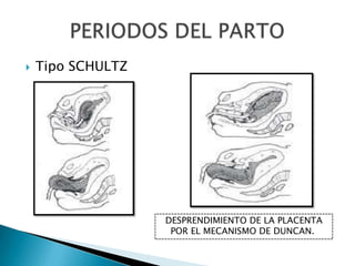 Periodos del parto | PPTX