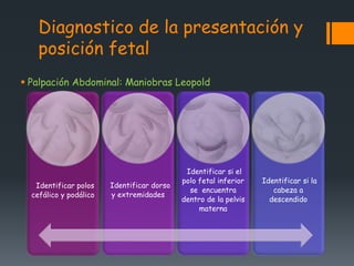 Periodo trabajo de parto(1) | PPTX