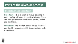 Perio Lec 4 alveolar process .pptxpppppp | PPTX