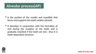 Perio Lec 4 alveolar process .pptxpppppp | PPTX