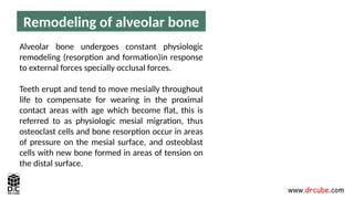 Perio Lec 4 alveolar process .pptxpppppp | PPTX