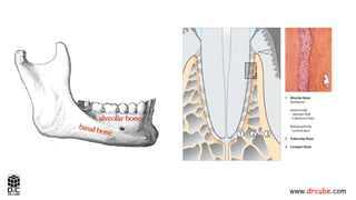 Perio Lec 4 alveolar process .pptxpppppp | PPTX