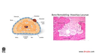 Perio Lec 4 alveolar process .pptxpppppp | PPTX