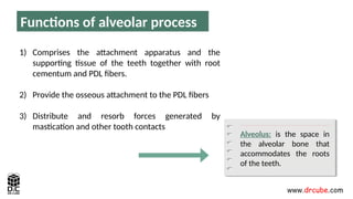 Perio Lec 4 alveolar process .pptxpppppp | PPTX