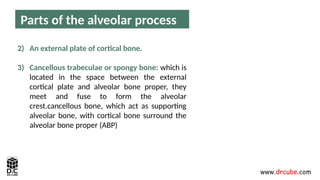 Perio Lec 4 alveolar process .pptxpppppp | PPTX