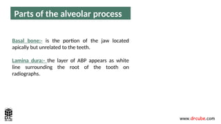 Perio Lec 4 alveolar process .pptxpppppp | PPTX