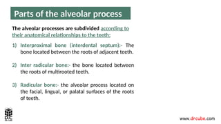 Perio Lec 4 alveolar process .pptxpppppp | PPTX