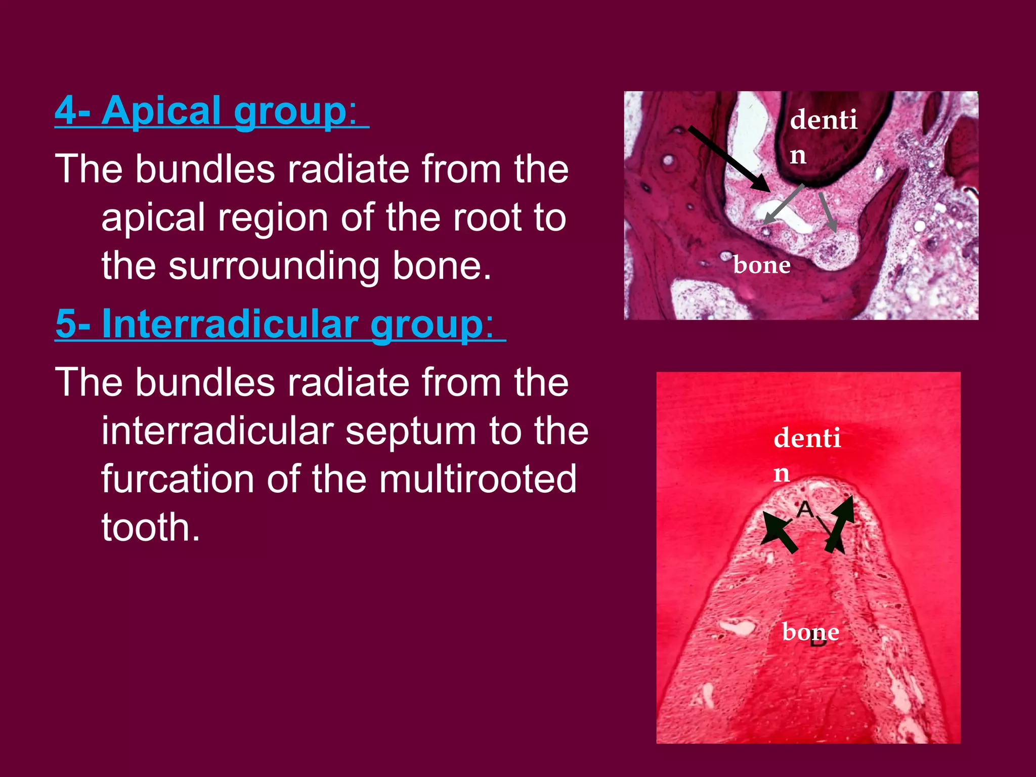 Perioontal ligament | PPT