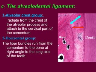 Perioontal ligament | PPT