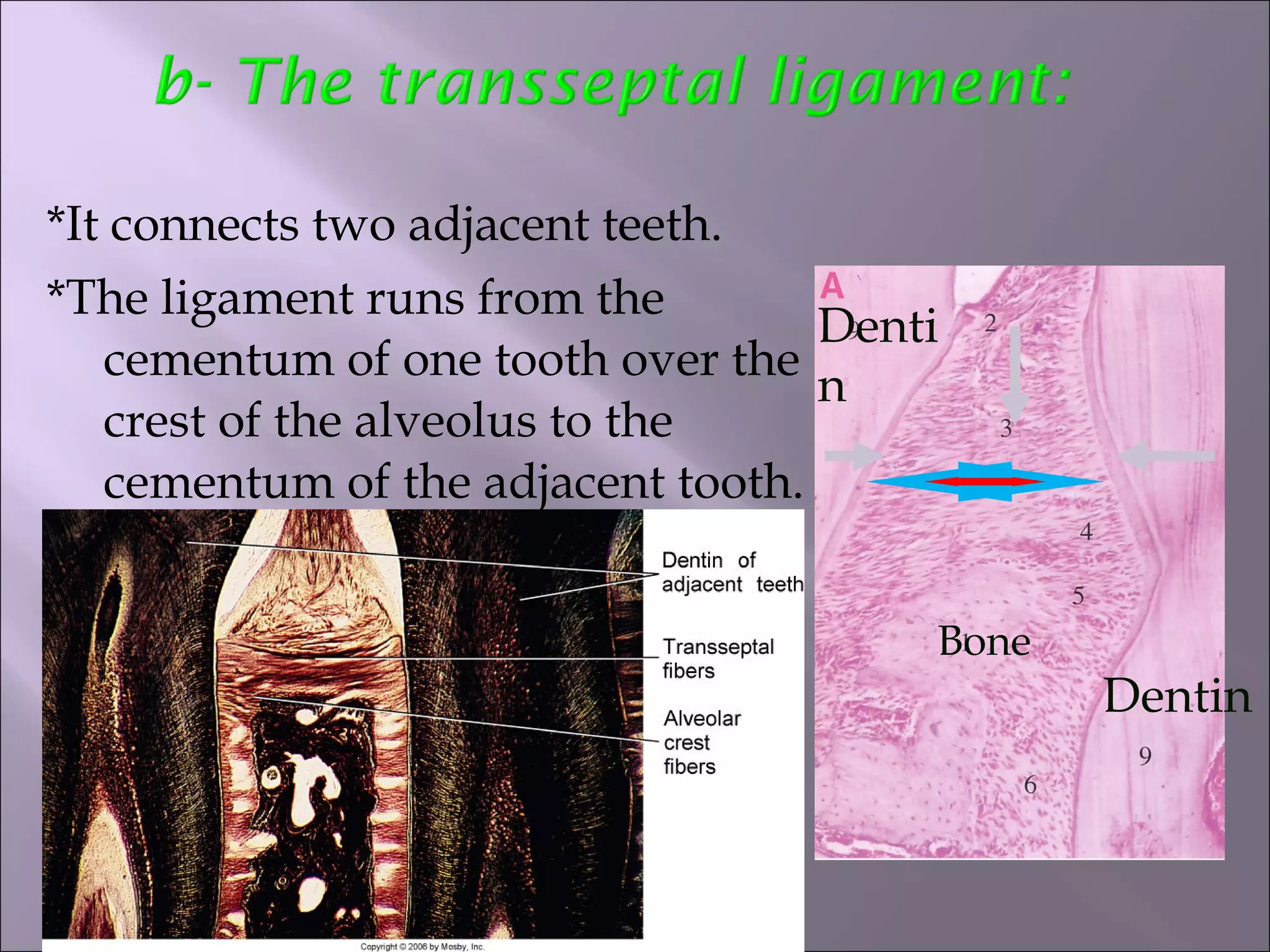 Perioontal ligament lecture | PPT