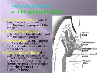 Perioontal ligament lecture | PPT