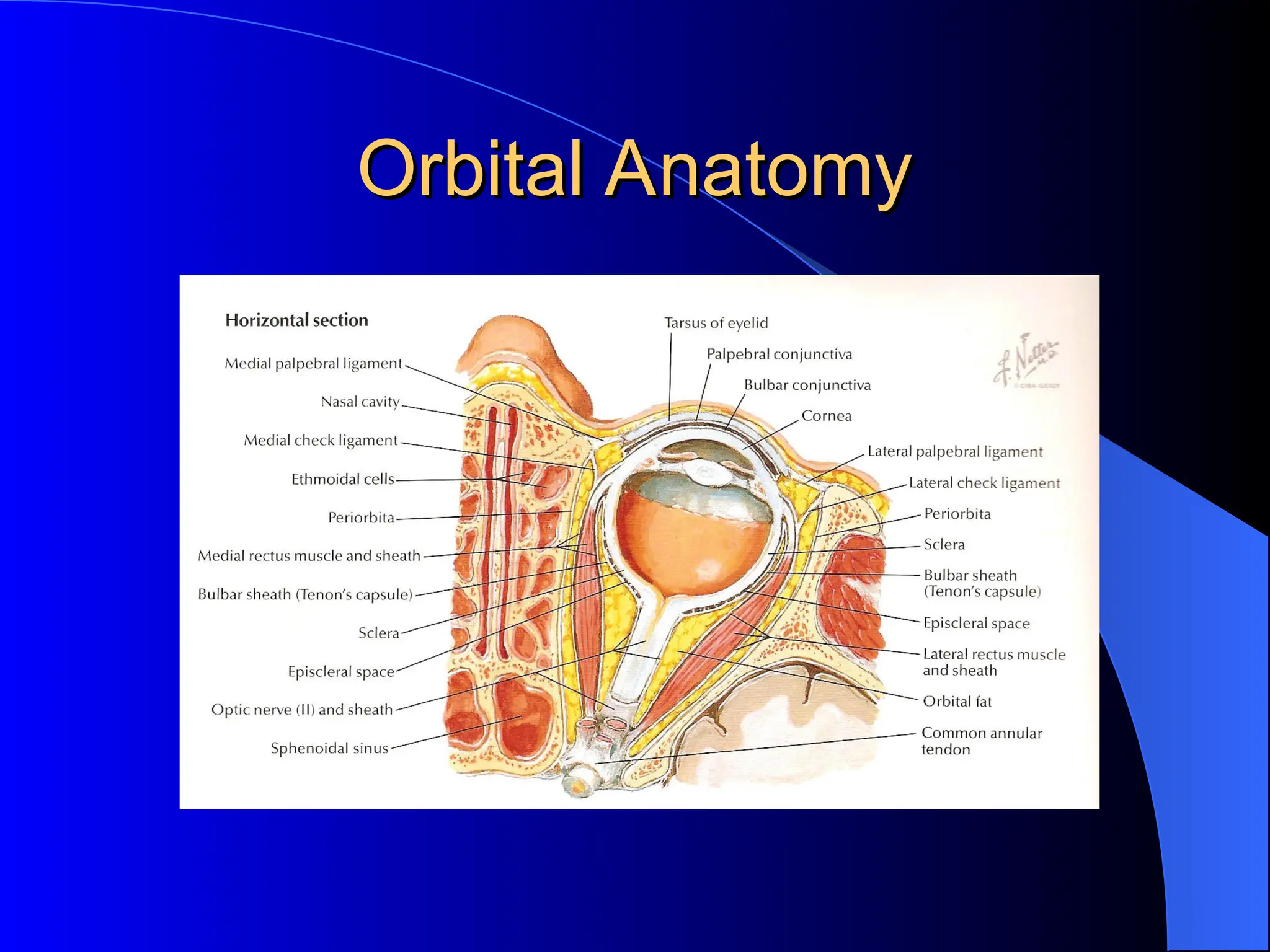 periorbital cellulitis or erythema and swelling of the eyelids.ppt