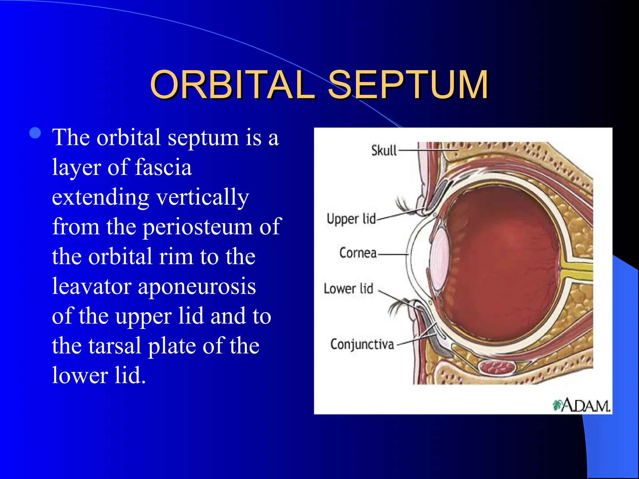 periorbital cellulitis or erythema and swelling of the eyelids.ppt