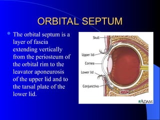 periorbital cellulitis or erythema and swelling of the eyelids.ppt