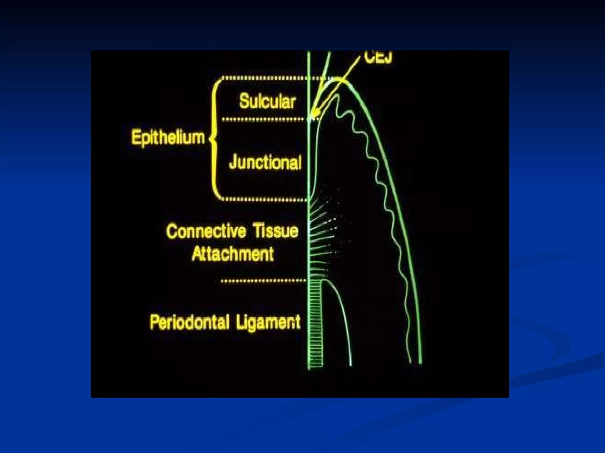Perio restorative interelationship(periodontics) | PPT