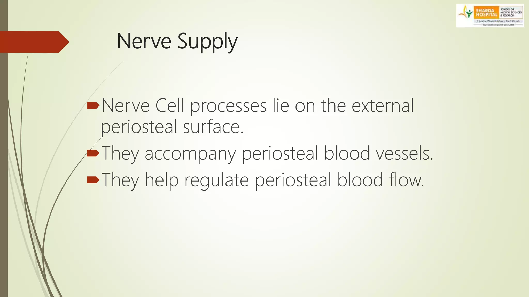 Periosteum | PPTX