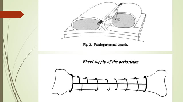 Periosteum | PPTX