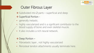 Periosteum | PPTX