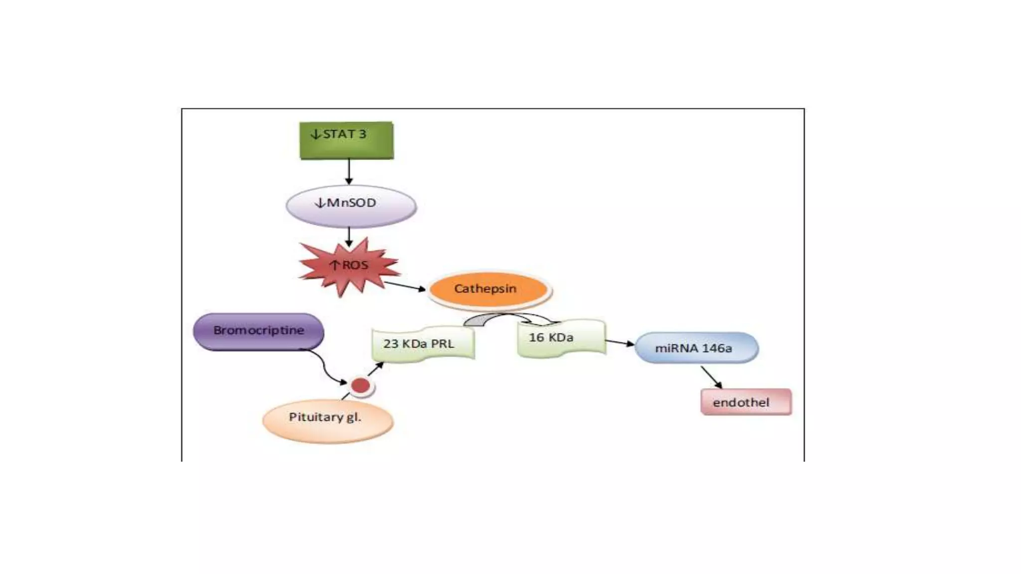 Peripartum and Postpartum cardiomyopathy - Etiopathogenesis, Clinical ...