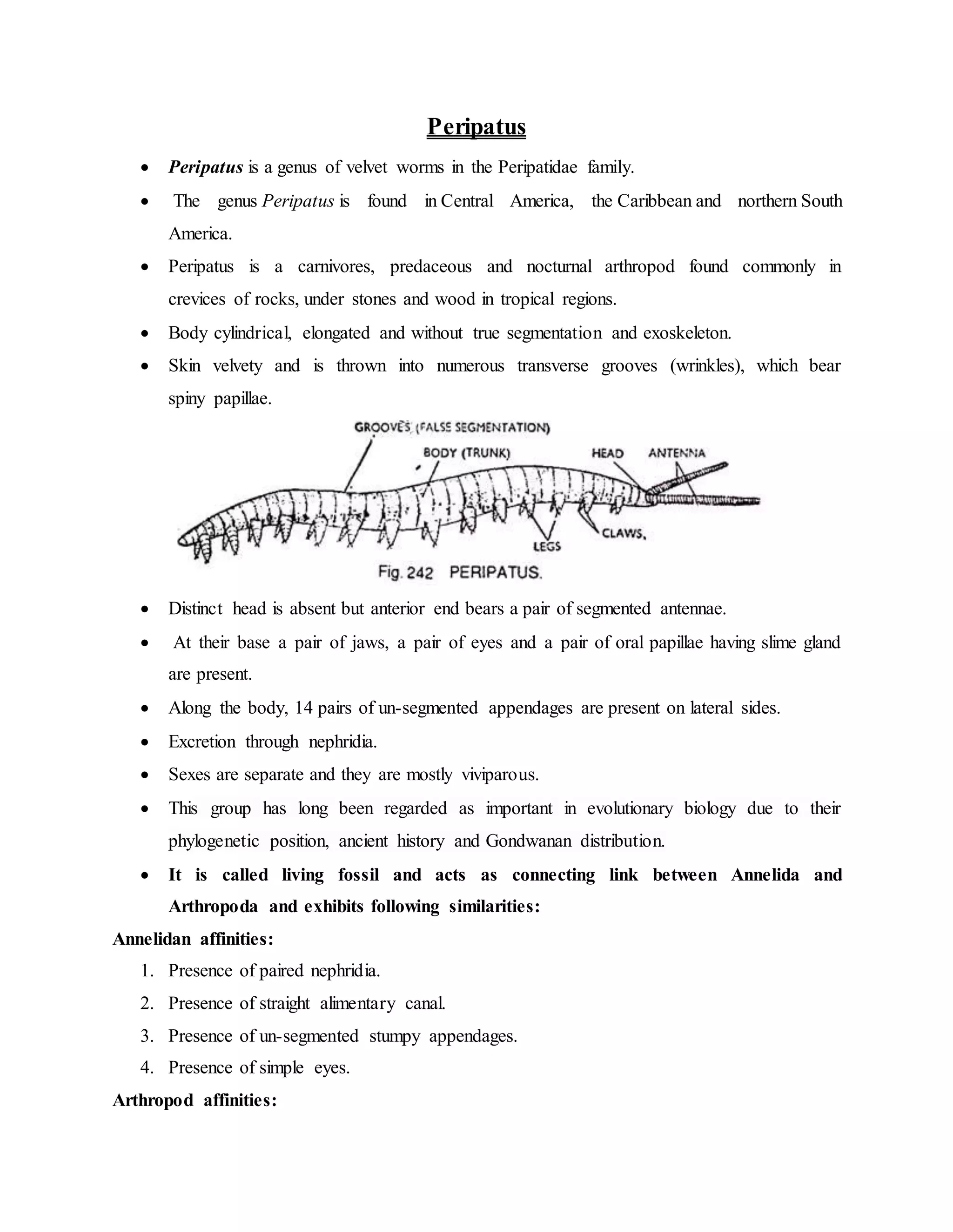 Peripatus | DOCX