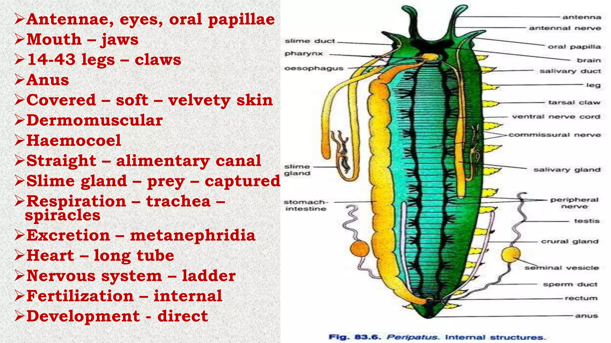 Peripatus.pptx