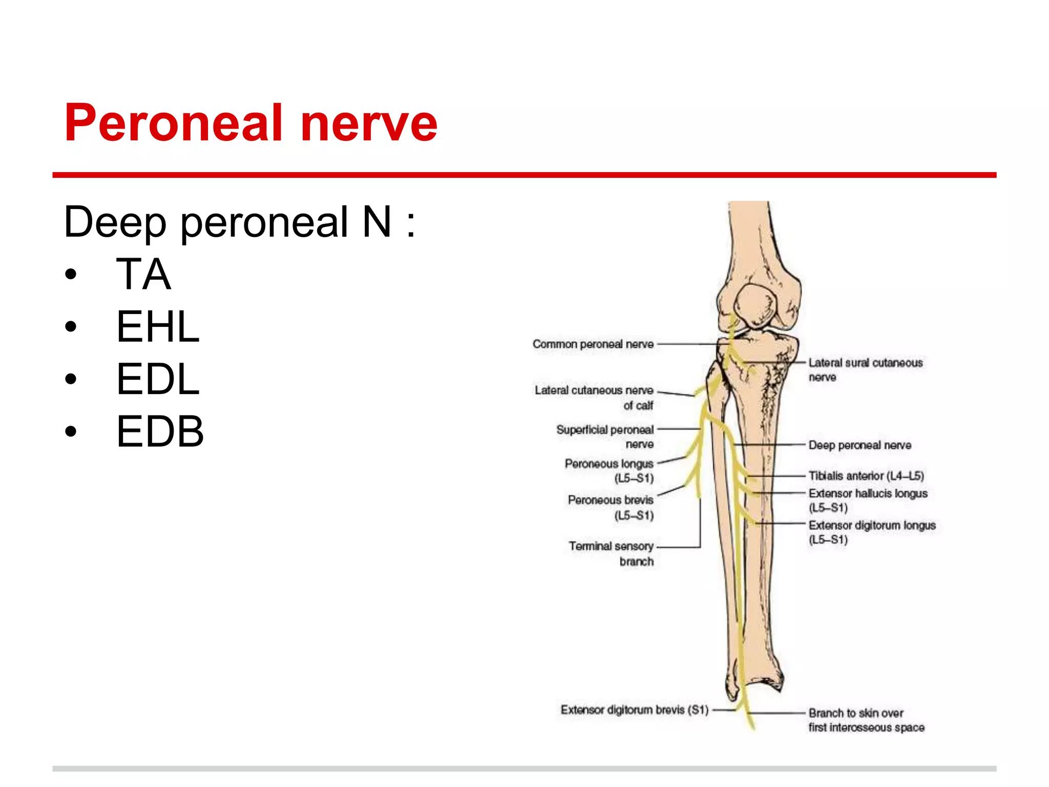 Peripheral+Anatomy.pptx | Death, Injury, or Military Conflict ...