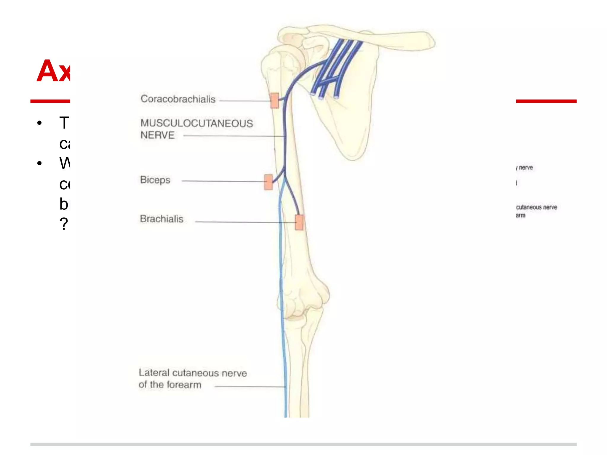 Peripheral+Anatomy.pptx