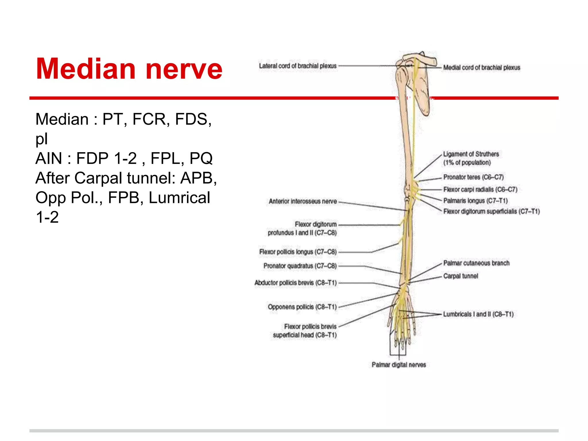 Peripheral+Anatomy.pptx | Death, Injury, or Military Conflict ...