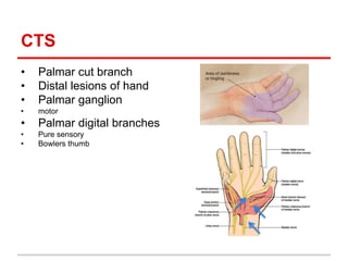 Peripheral+Anatomy.pptx