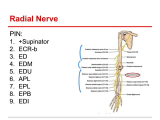 Peripheral+Anatomy.pptx