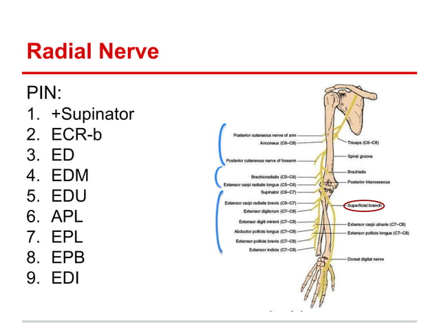 Peripheral+Anatomy.pptx