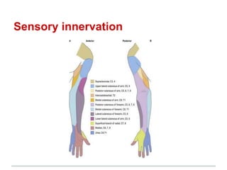Peripheral+Anatomy.pptx