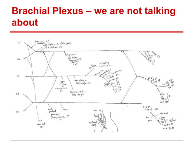 Peripheral+Anatomy.pptx