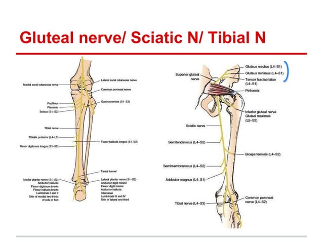 Peripheral+Anatomy.pptx