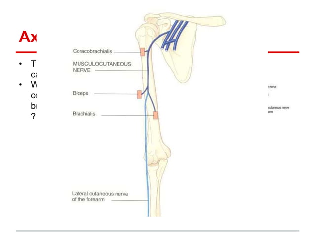 Peripheral+Anatomy.pptx