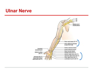 Peripheral+Anatomy.pptx