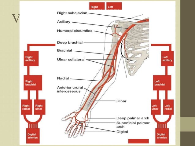 Peripheral angiography | PPTX