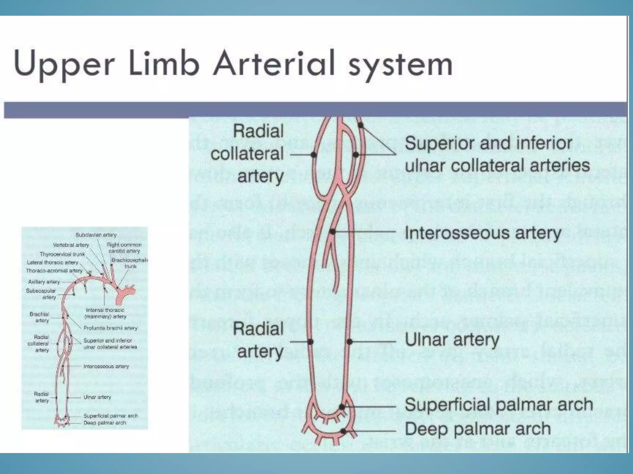 Peripheral arterial doppler | PPTX