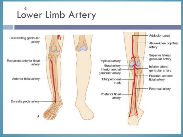 Peripheral arterial doppler